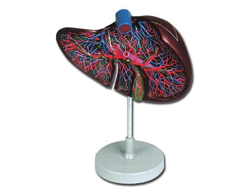 LIVER MODEL - Regalmed | Medical Equipment Dubai