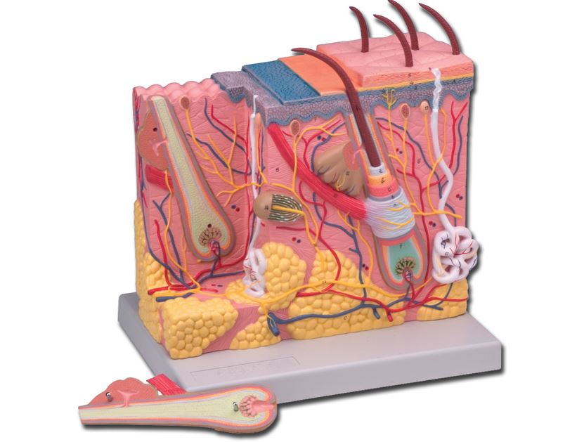SKIN MODEL - 70X - Regalmed | Medical Equipment Dubai