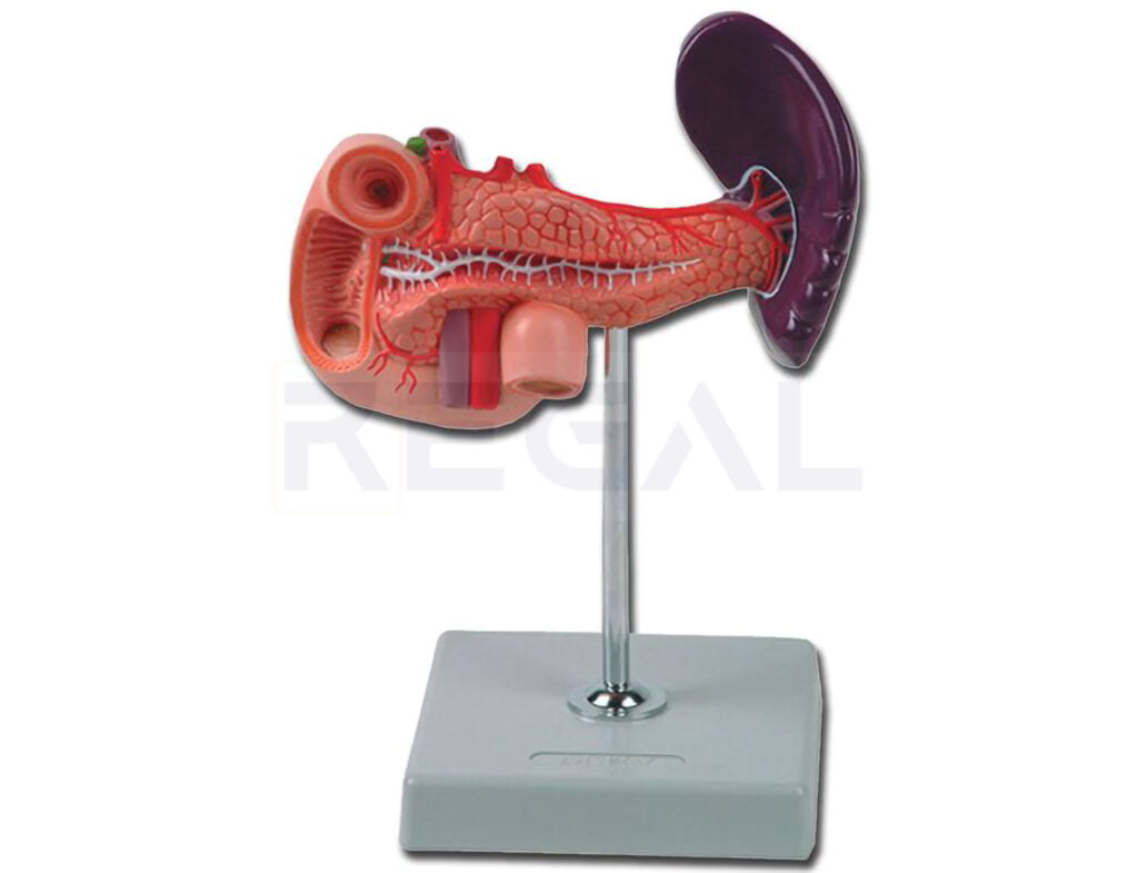 PANCREAS, DUODENUM AND SPLEEN - Regalmed | Medical Equipment in Dubai